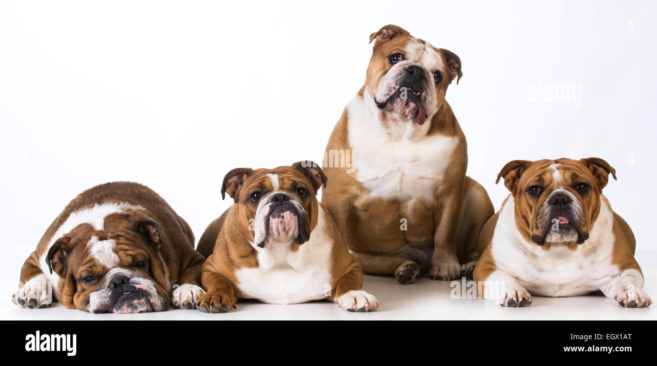 four english bulldogs together on white background Stock Photo - Alamy