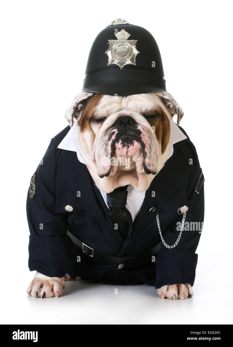 Dog wearing police costume High Resolution Stock Photography and Images ...