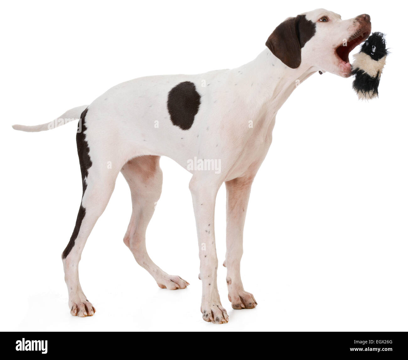 pointer puppy playing on white background Stock Photo - Alamy