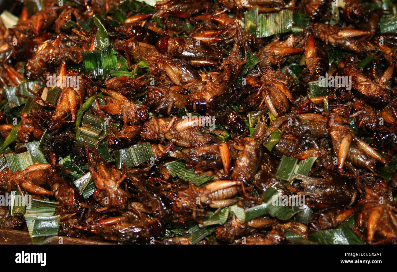 National Asian cuisine insects after grilling in oil Stock Photo - Alamy