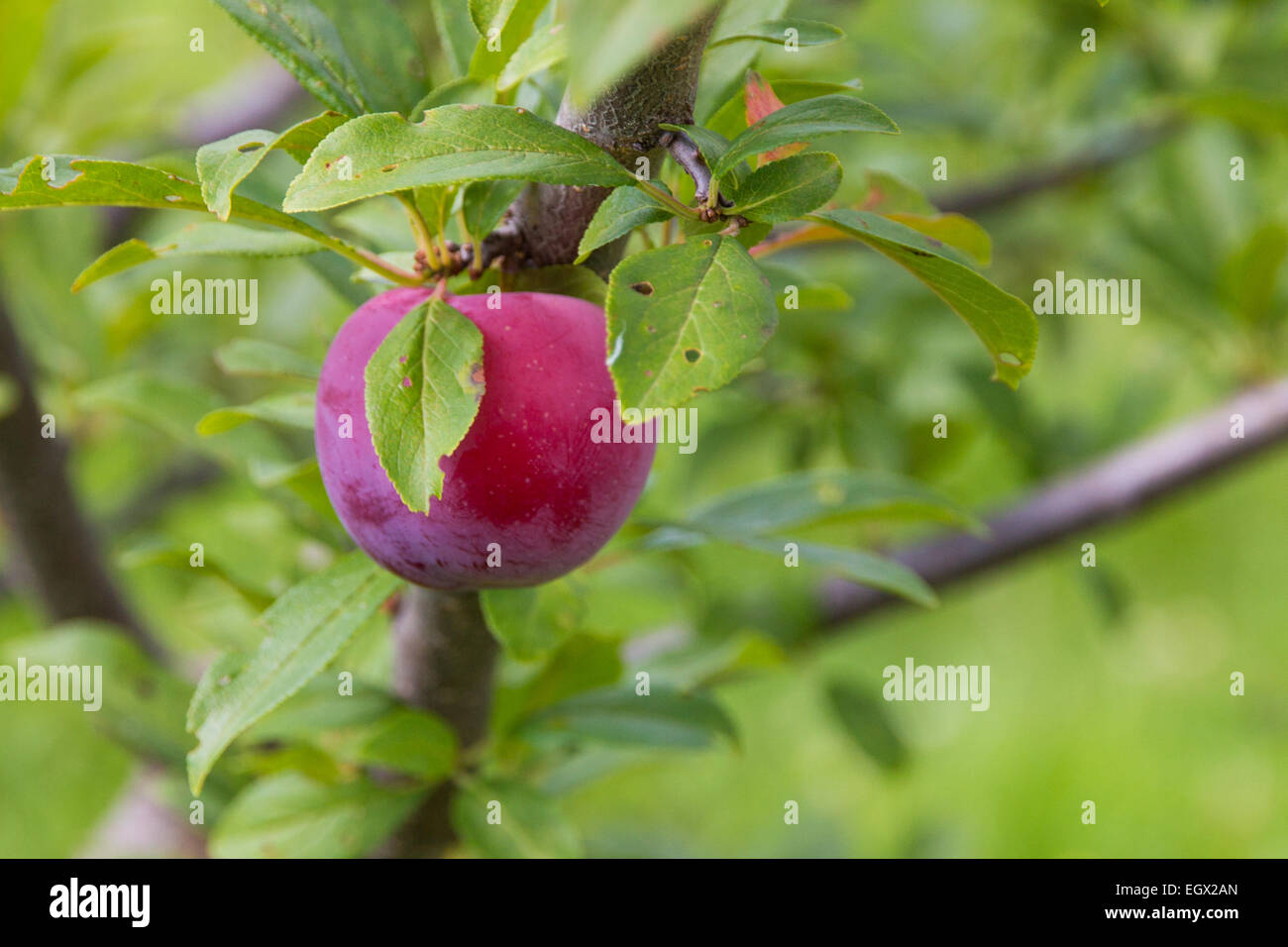 A ripe Japanese plum on a branch, ready for picking Stock Photo - Alamy