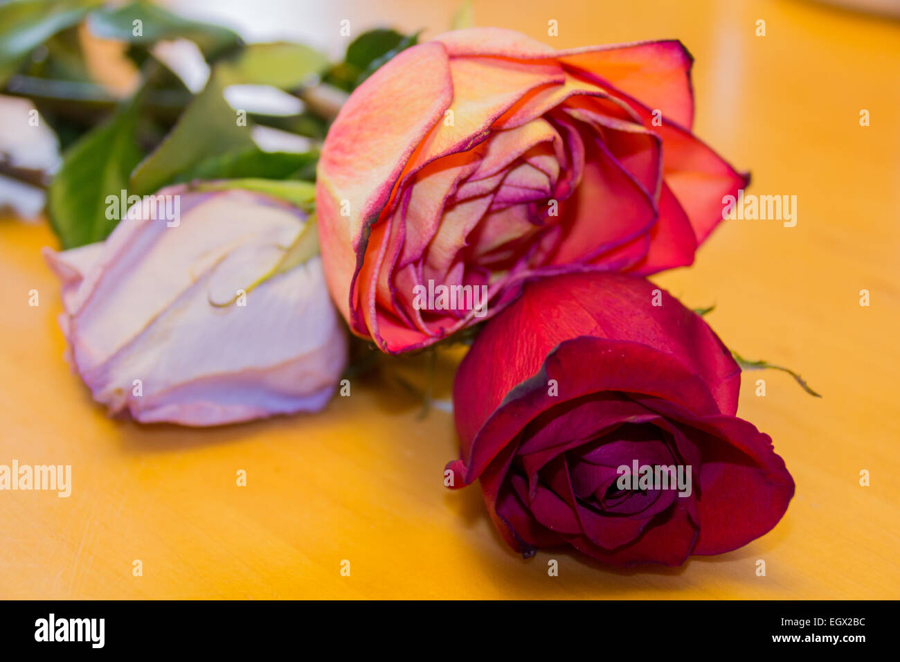 A trio of dying roses lying on a hardwood table Stock Photo - Alamy