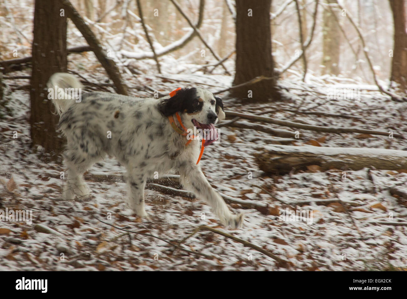 English setter grouse hi-res stock photography and images - Alamy