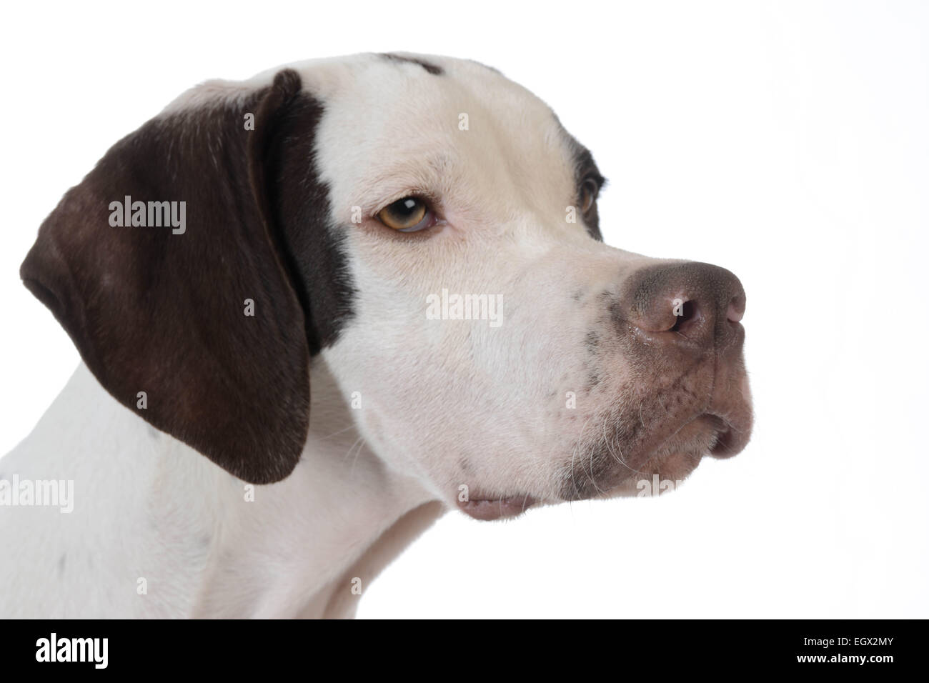 pointer puppy portrait on white background Stock Photo - Alamy