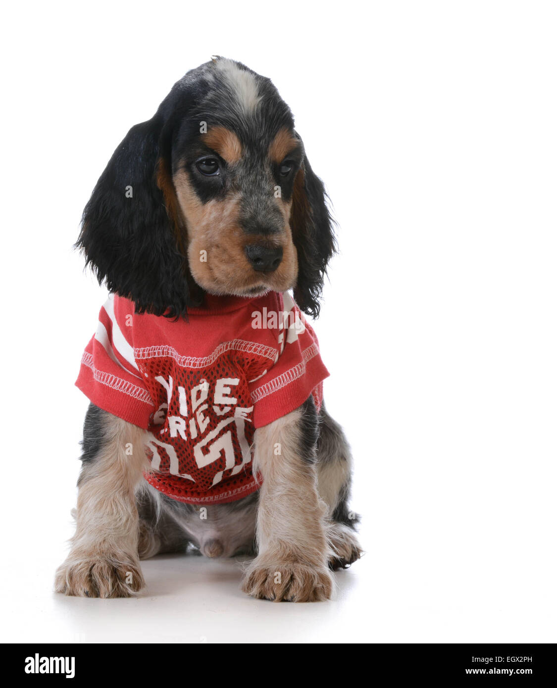 cute puppy - english cocker spaniel puppy wearing football jersey ...
