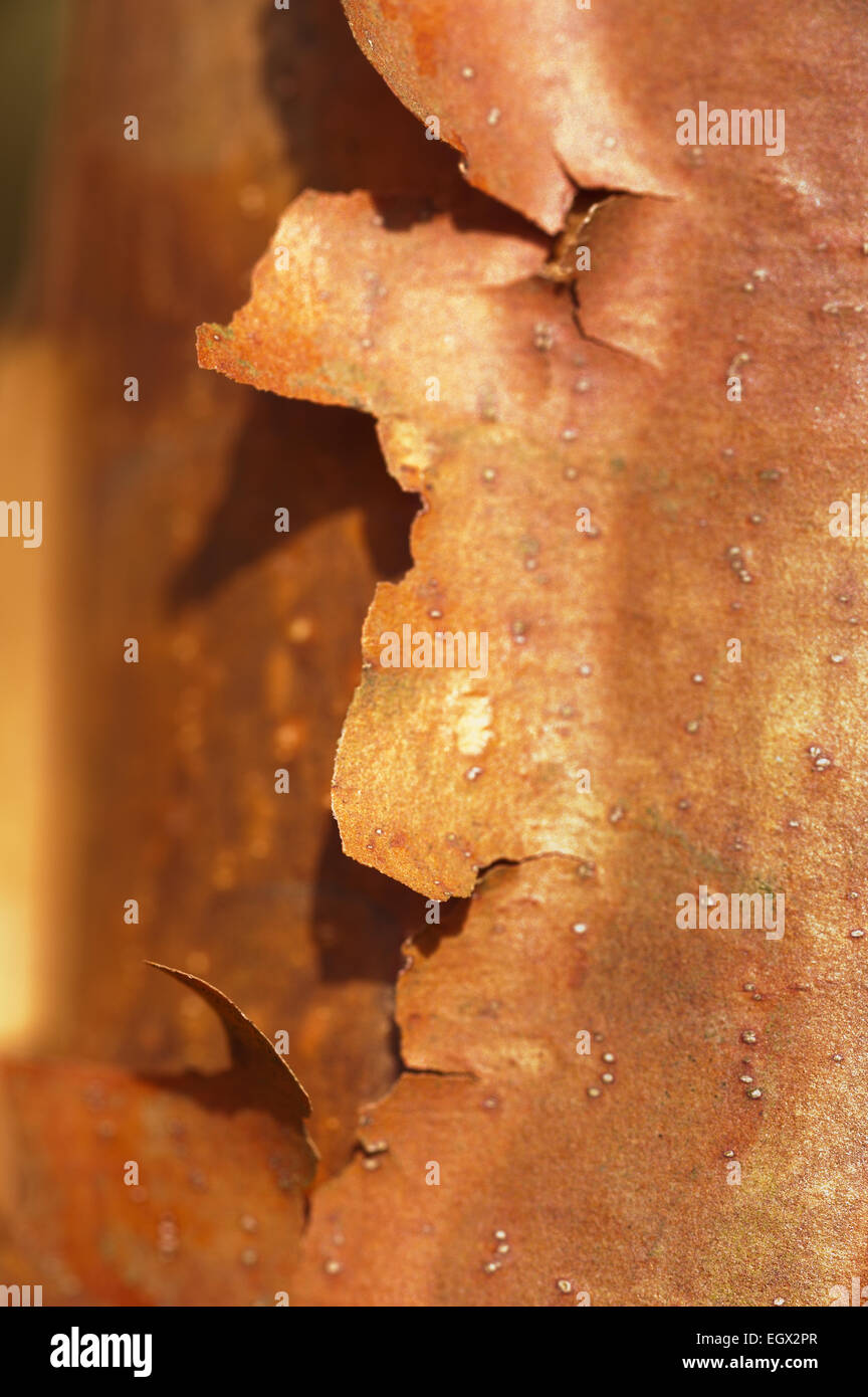 Interesting flaking peeling layers of colorful bark of paperbark Maple ...