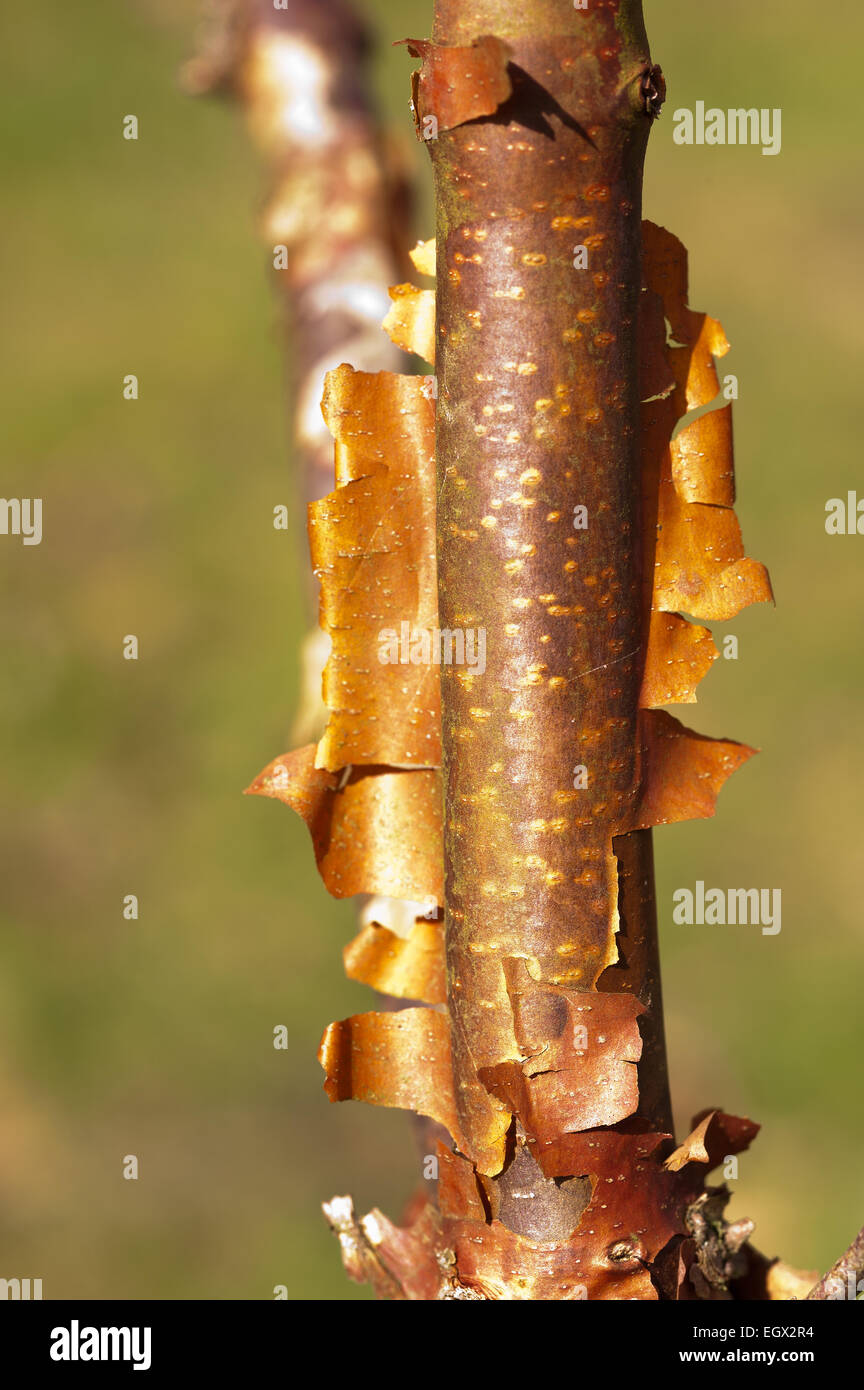 Interesting flaking peeling layers of colorful bark of paperbark Maple ...