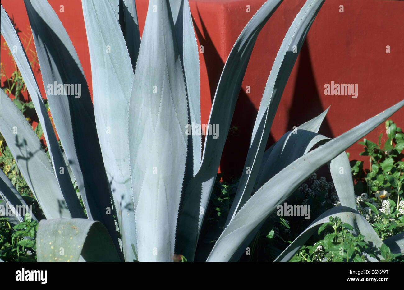 A big silver leaved Agave americana makes a dramatic artful sculpture ...