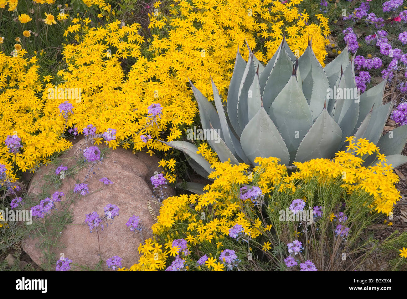 A spiky gray leaved Agave parryi Variety Huachusensis nestles in a bed ...
