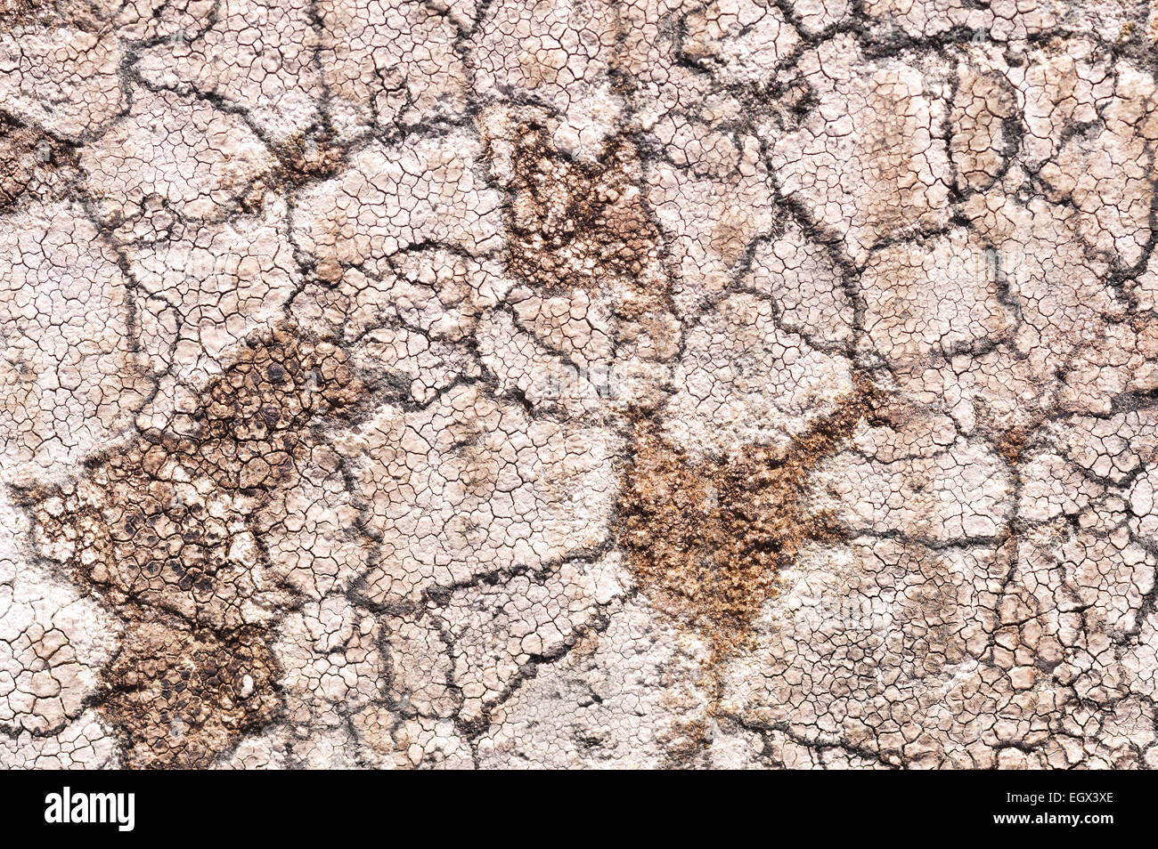 possibly Aspicilia calcarea crustose lichen covering a limestone slab ...