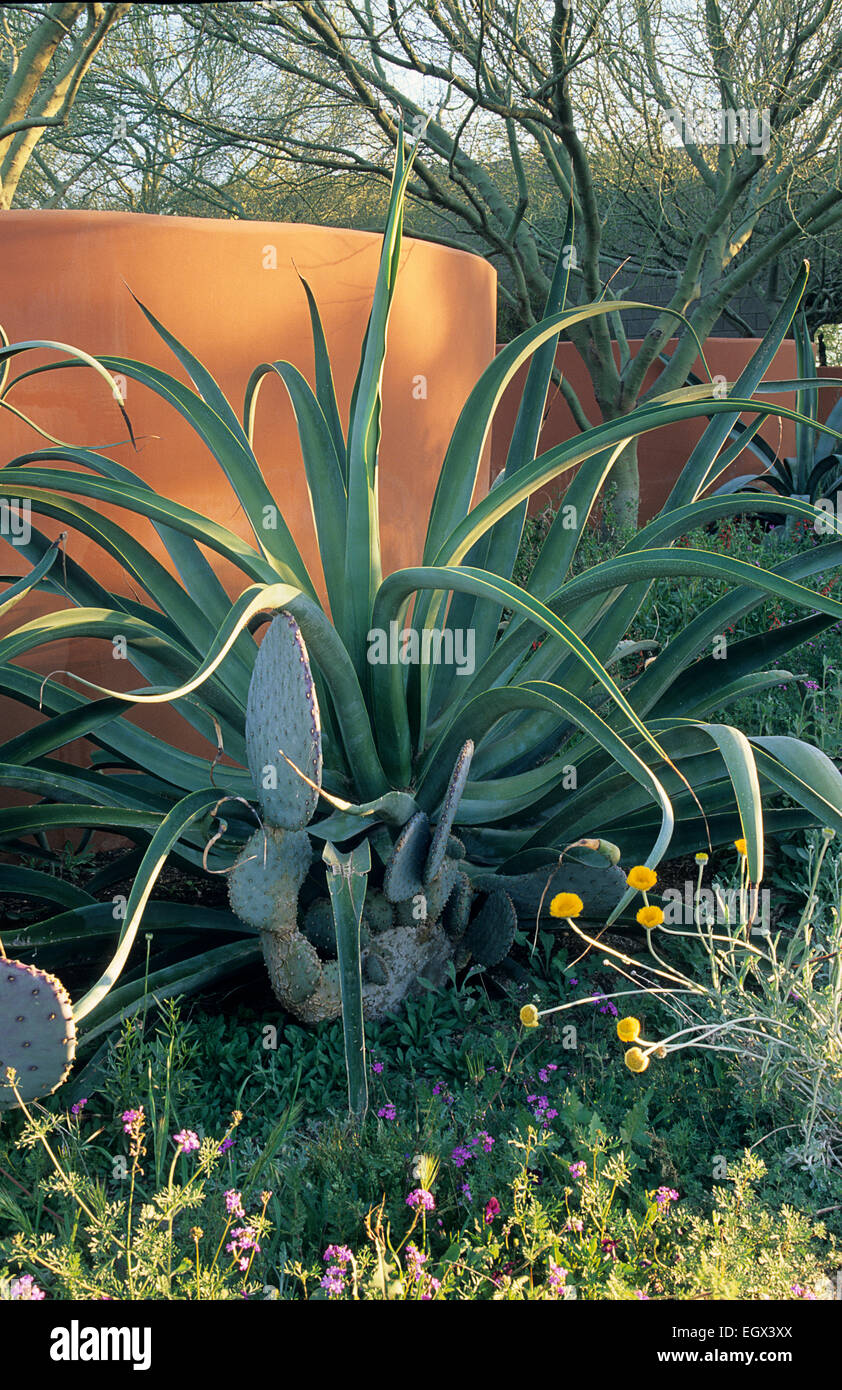 Agave vilmoriniana hi-res stock photography and images - Alamy