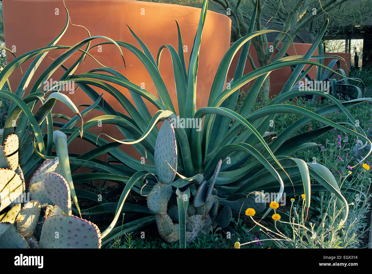 A large Agave vilmoriniana or Octopus agave serves as a sculptural ...