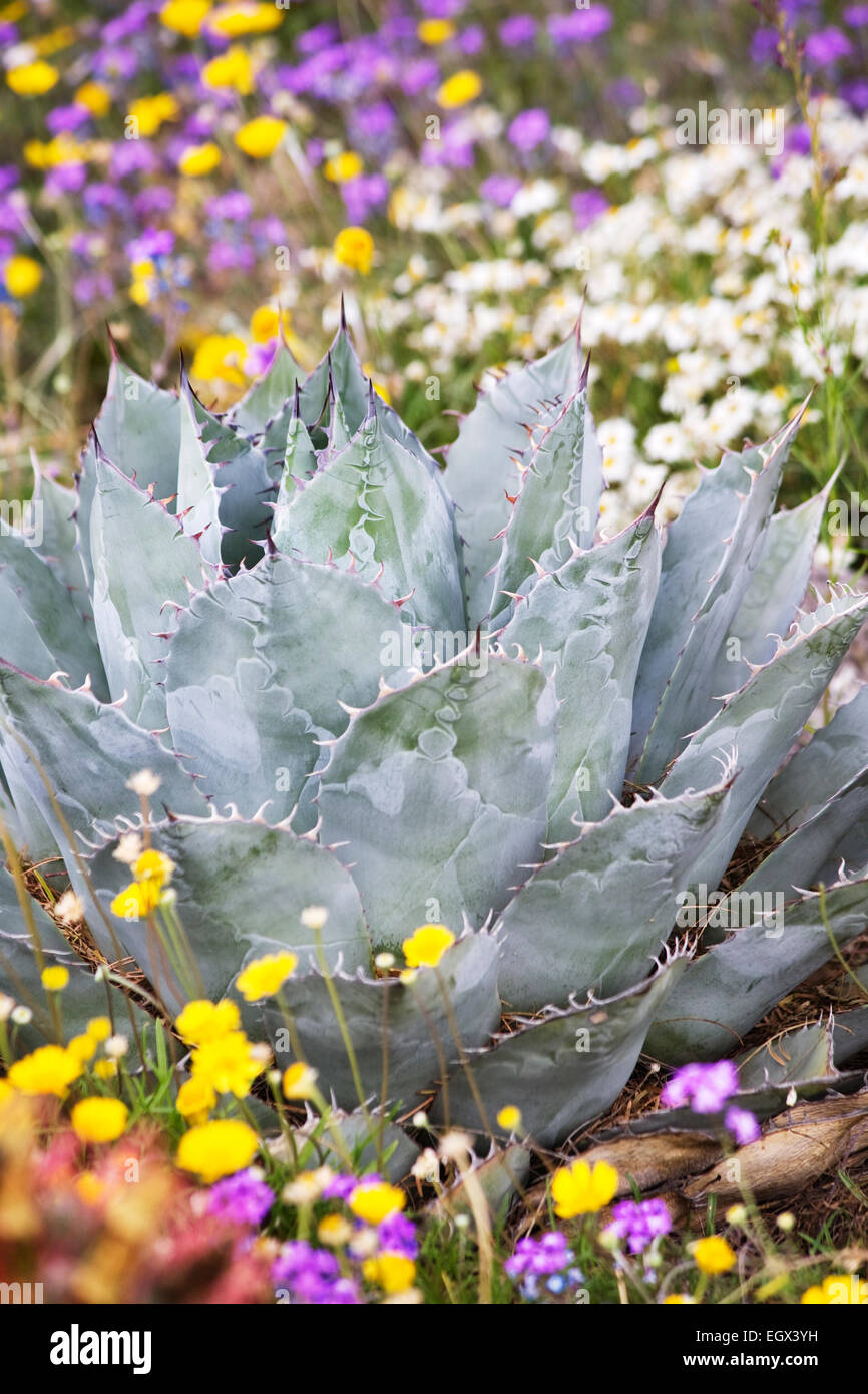 A spiky Agave seems to sit like a sculpture amid the spring wildflowers ...
