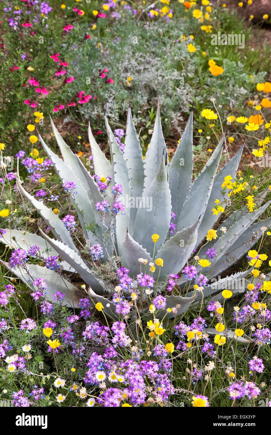 Parry's agave hi-res stock photography and images - Alamy
