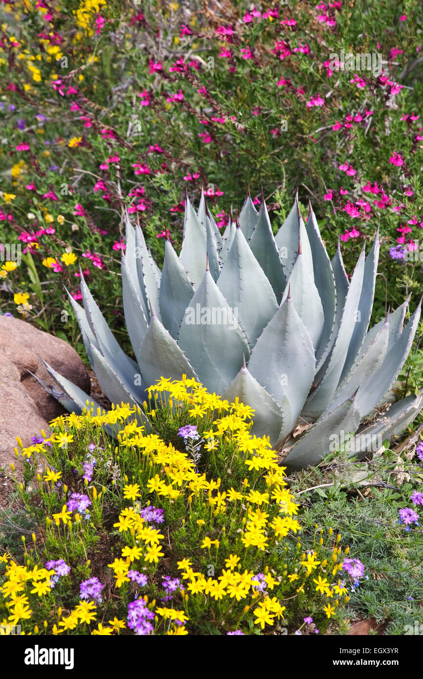 Parry's agave hi-res stock photography and images - Alamy