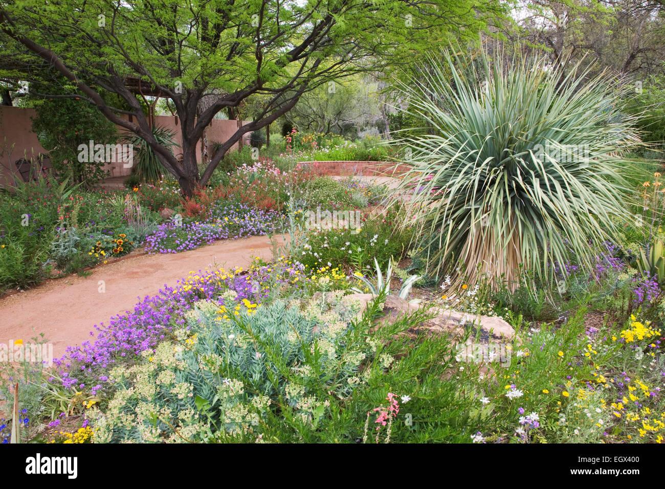 A large Nolina nelsoni is surrounded by wildflowers and other desert ...