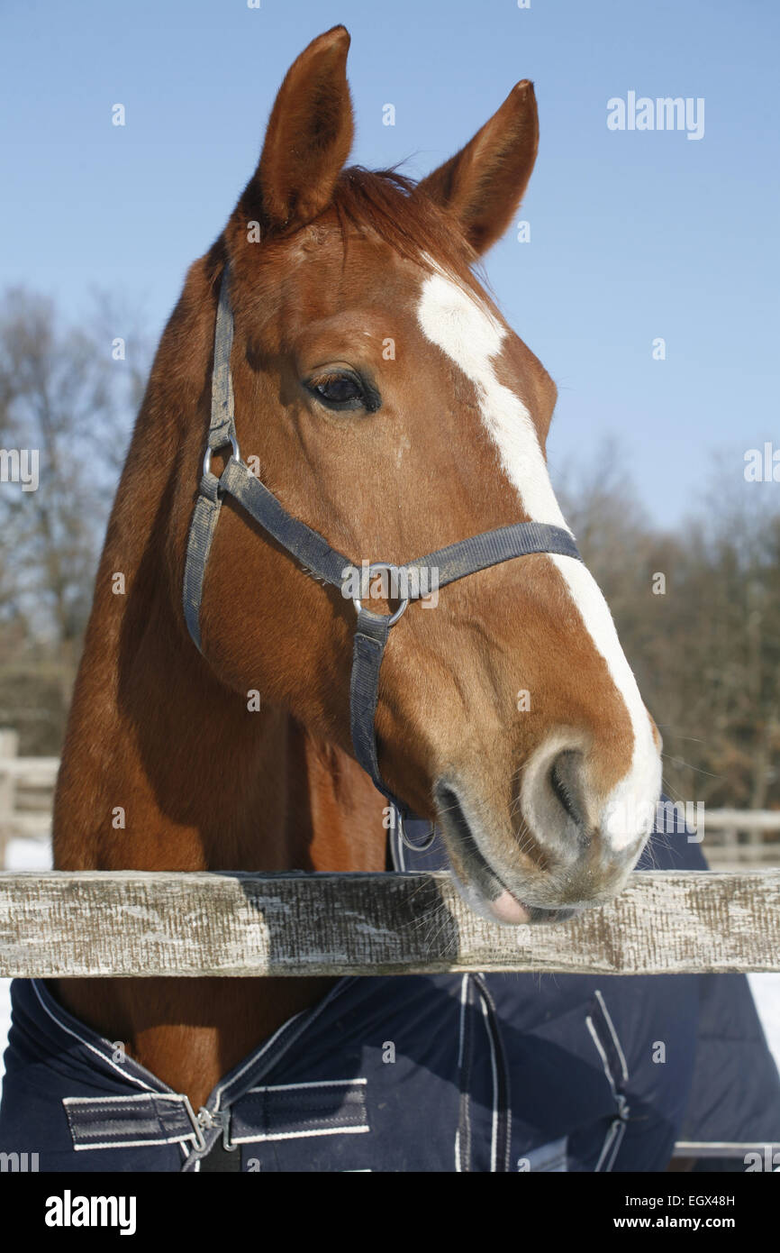 Portrait of nice purebred bay horse at corral door frozen winter day ...