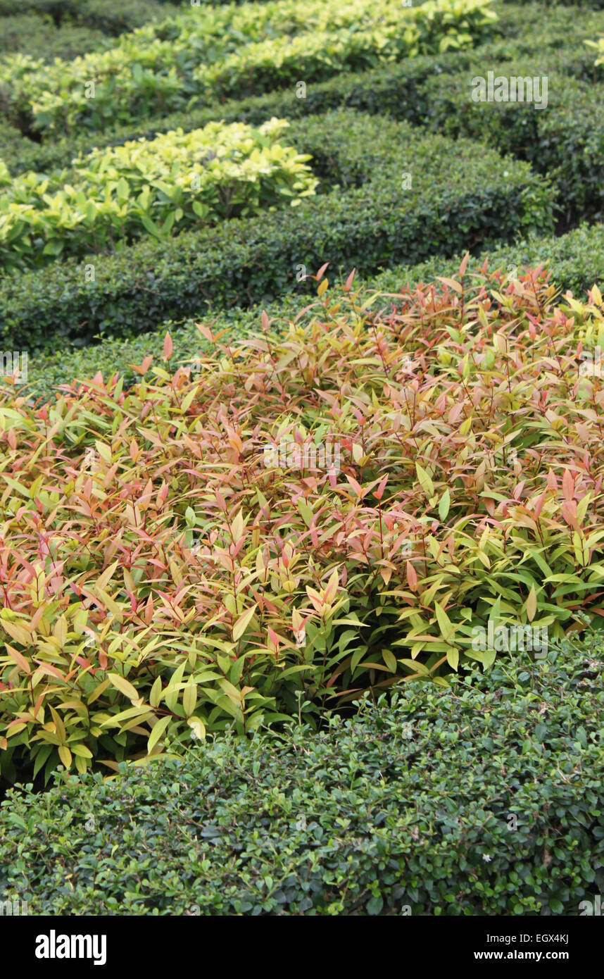 manicured lawn with beautiful plants of different colors Stock Photo ...