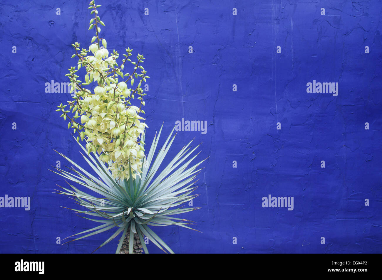 A Yucca rostrata in bloom makes a dramatic contrast in a simple ...