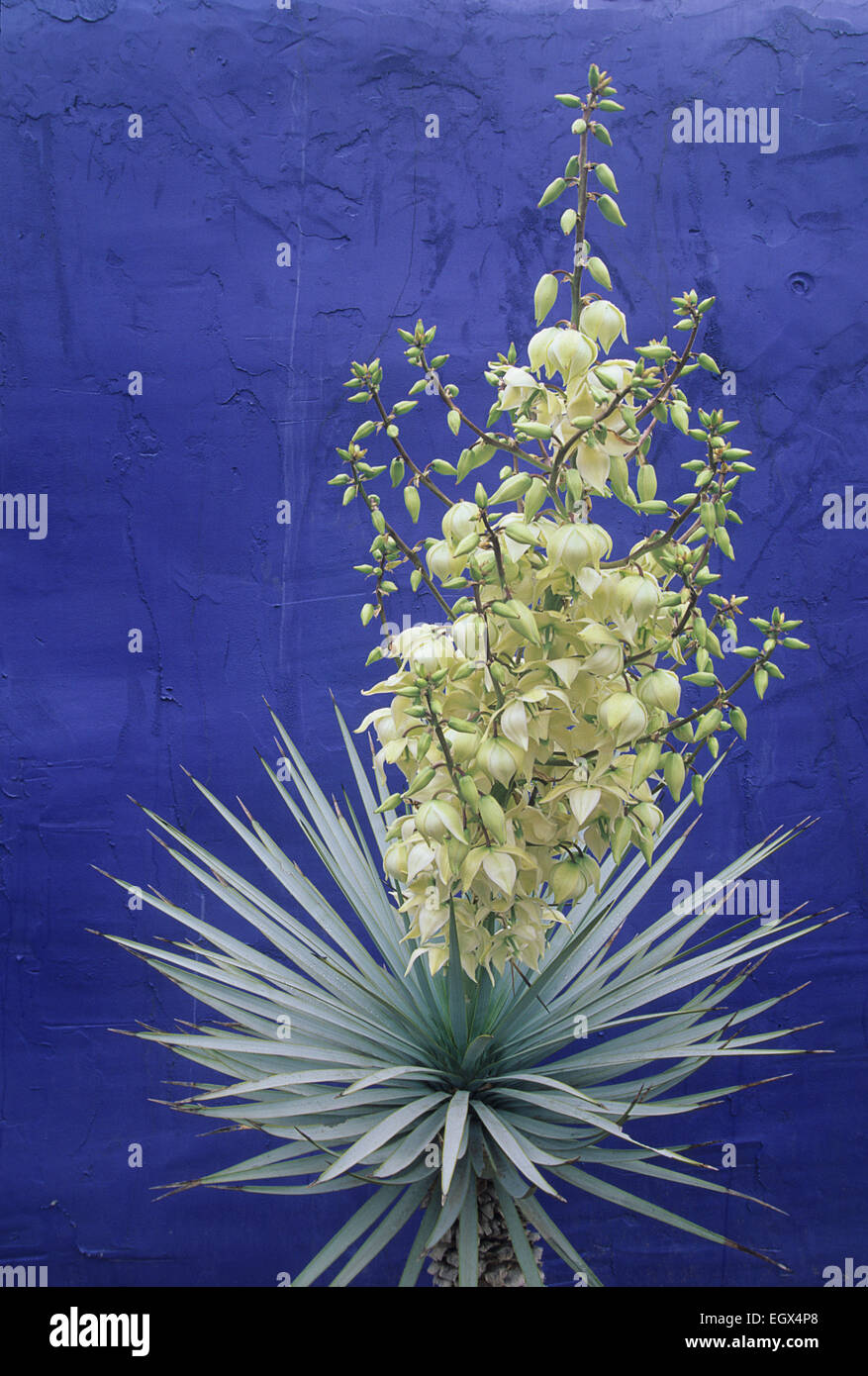 A Yucca rostrata in full bloom makes a dramatic contrast against a blue ...