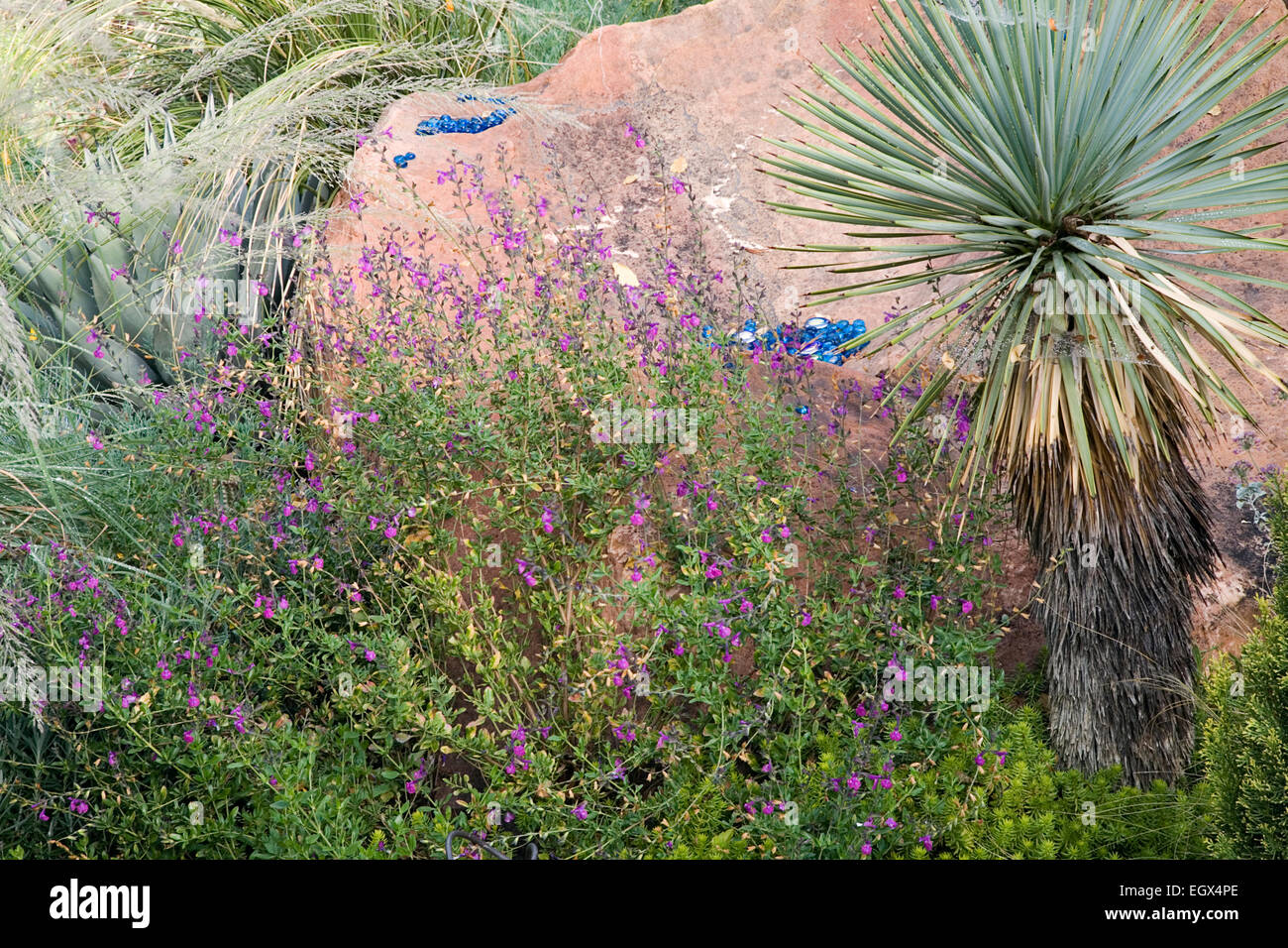 In Dan Johnson's Denver garden, tall Yucca rostrata creates an ...
