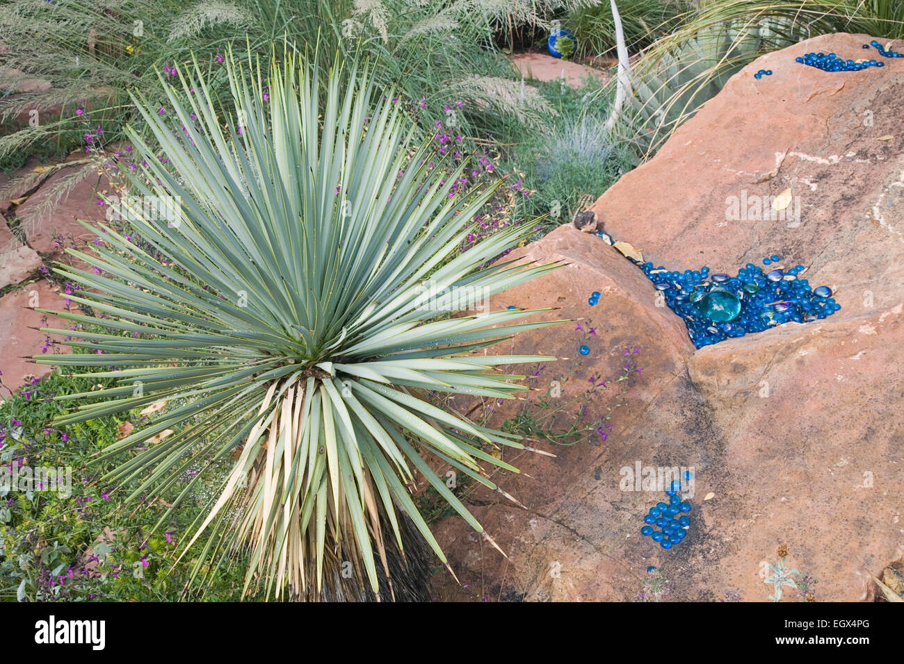 In Dan Johnson's Denver garden, tall Yucca rostrata creates an ...