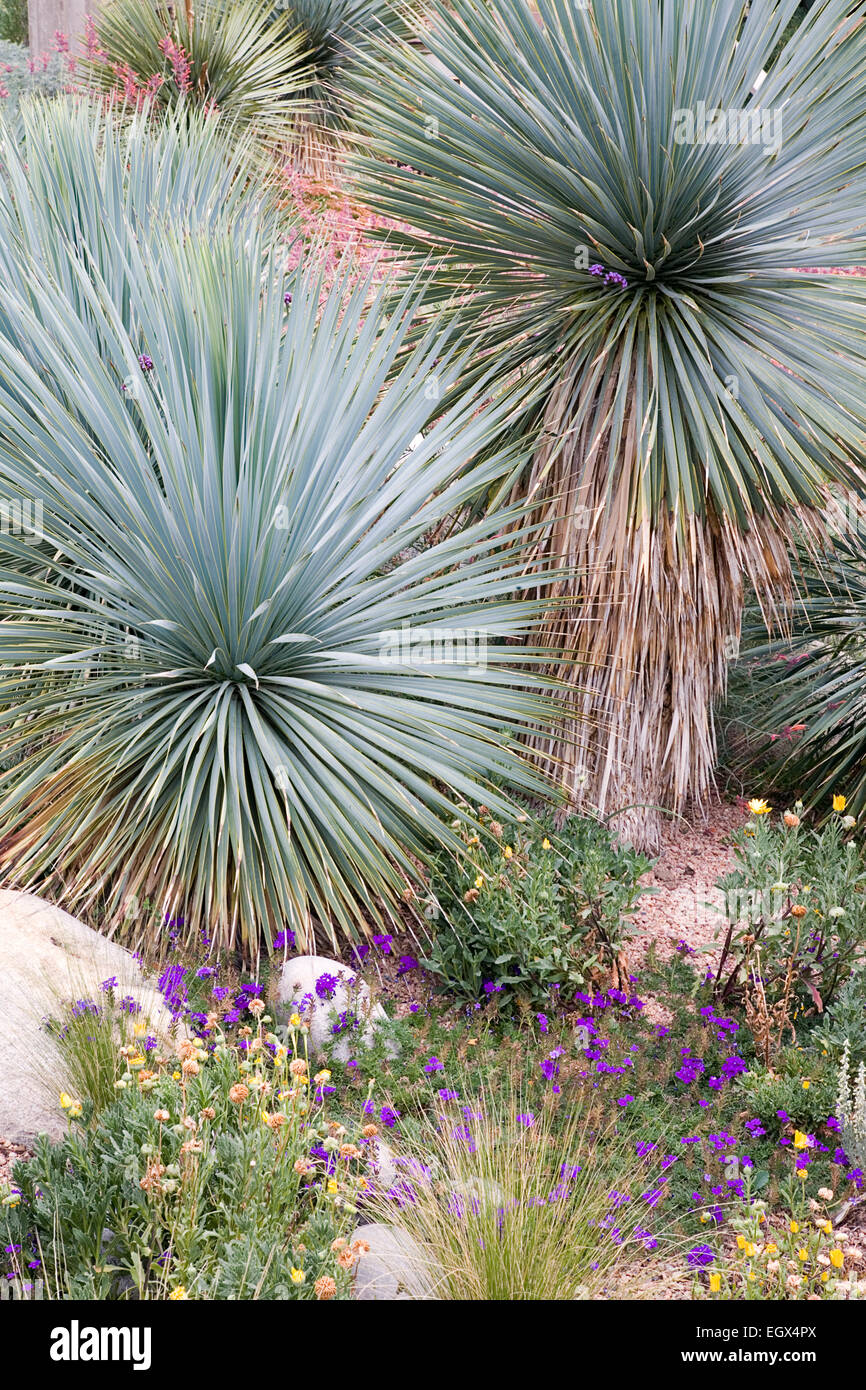 Tall blue Yucca rostrata makes a strking sculptural element in a ...