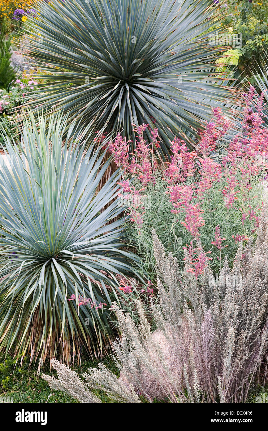 Tall blue Yucca rostrata makes a strking sculptural element in a ...