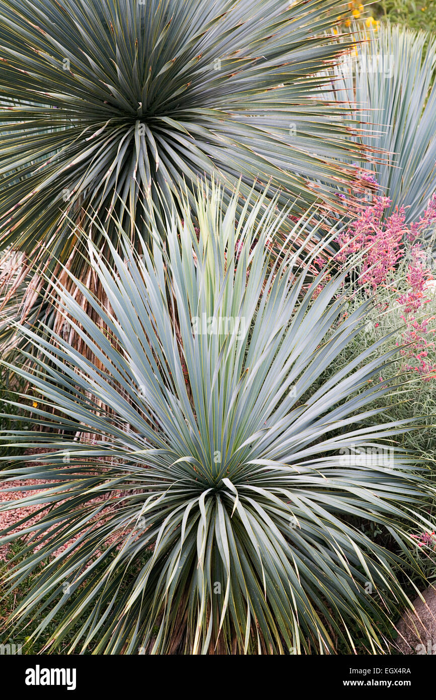 A Tall blue Yucca rostrata makes a strking sculptural element in a ...