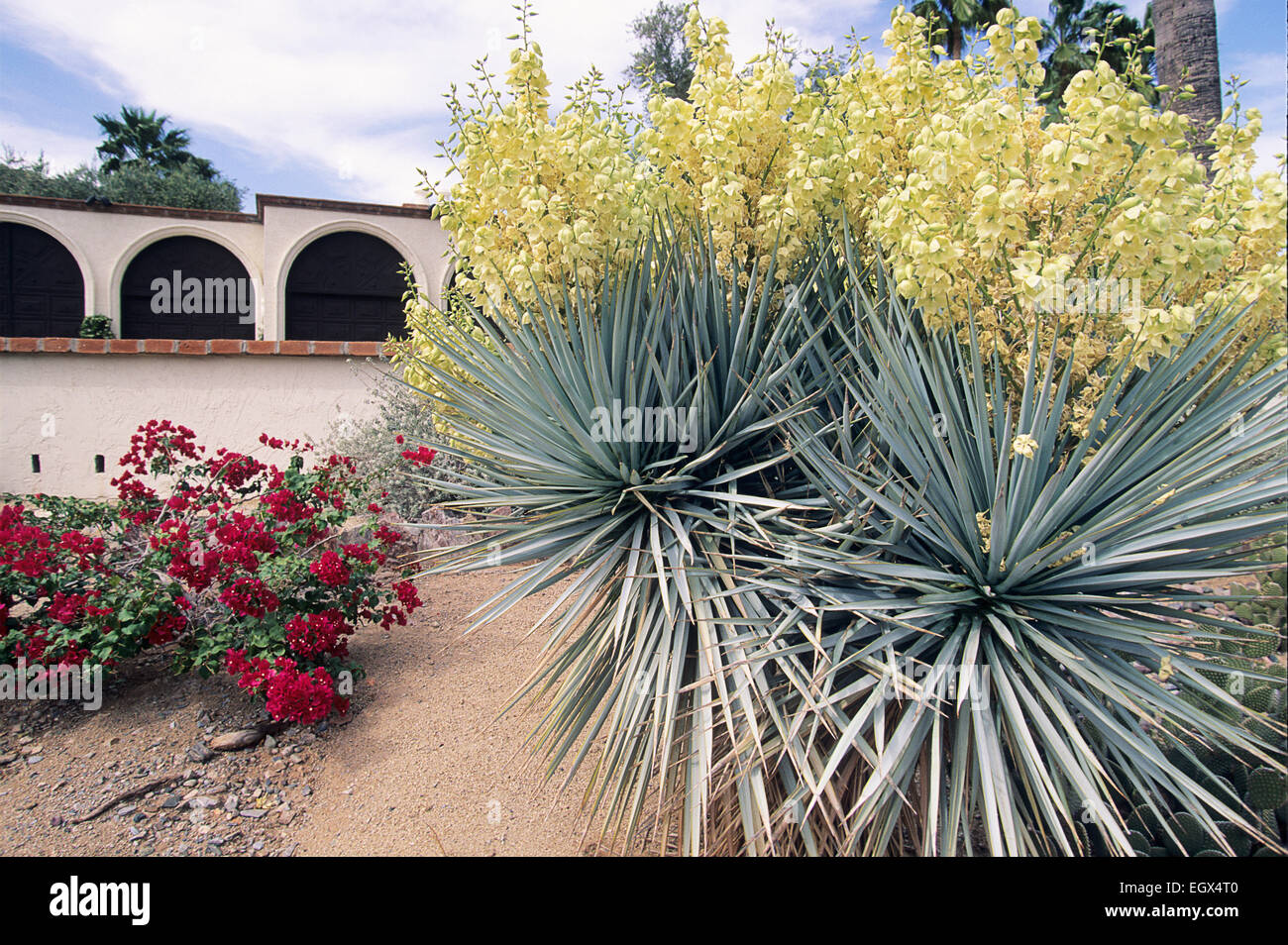 A silvery leaved Yucca rostrata displays masses of creamy white flowrs ...