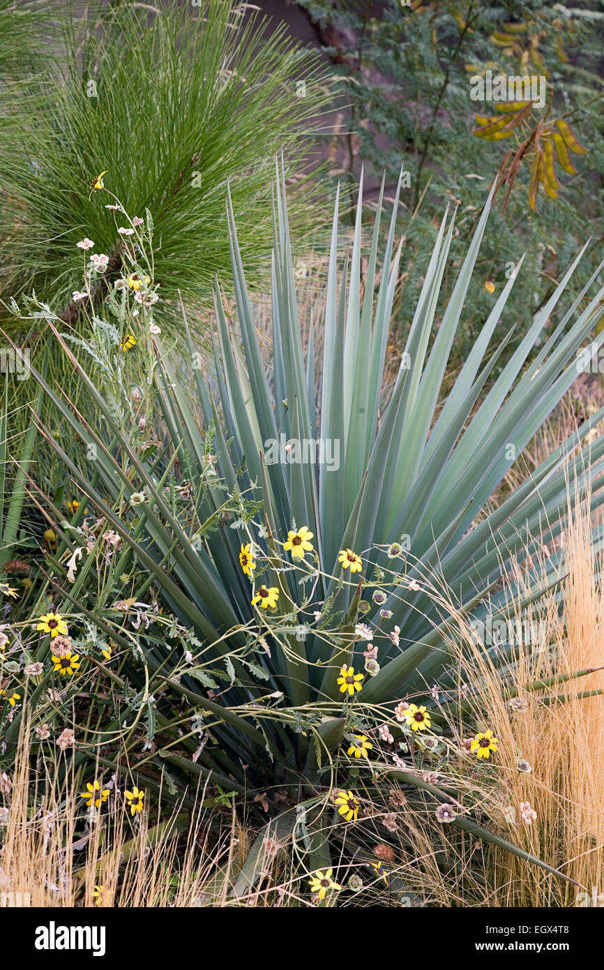 A spiky blue yucca makes a dramatic contrast with a curly yellow ...