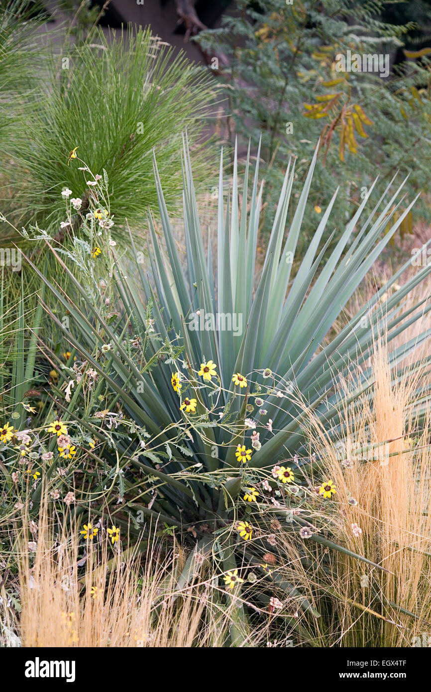 A spiky blue yucca makes a dramatic contrast with a curly yellow ...