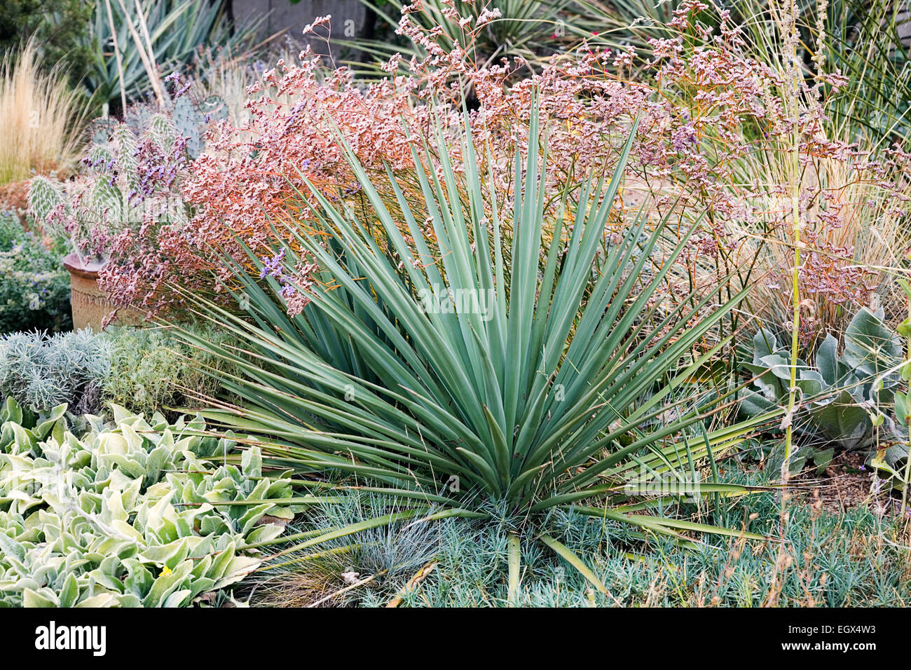 A spiky yucca creates a pleasing contrast in a compositon is a ...