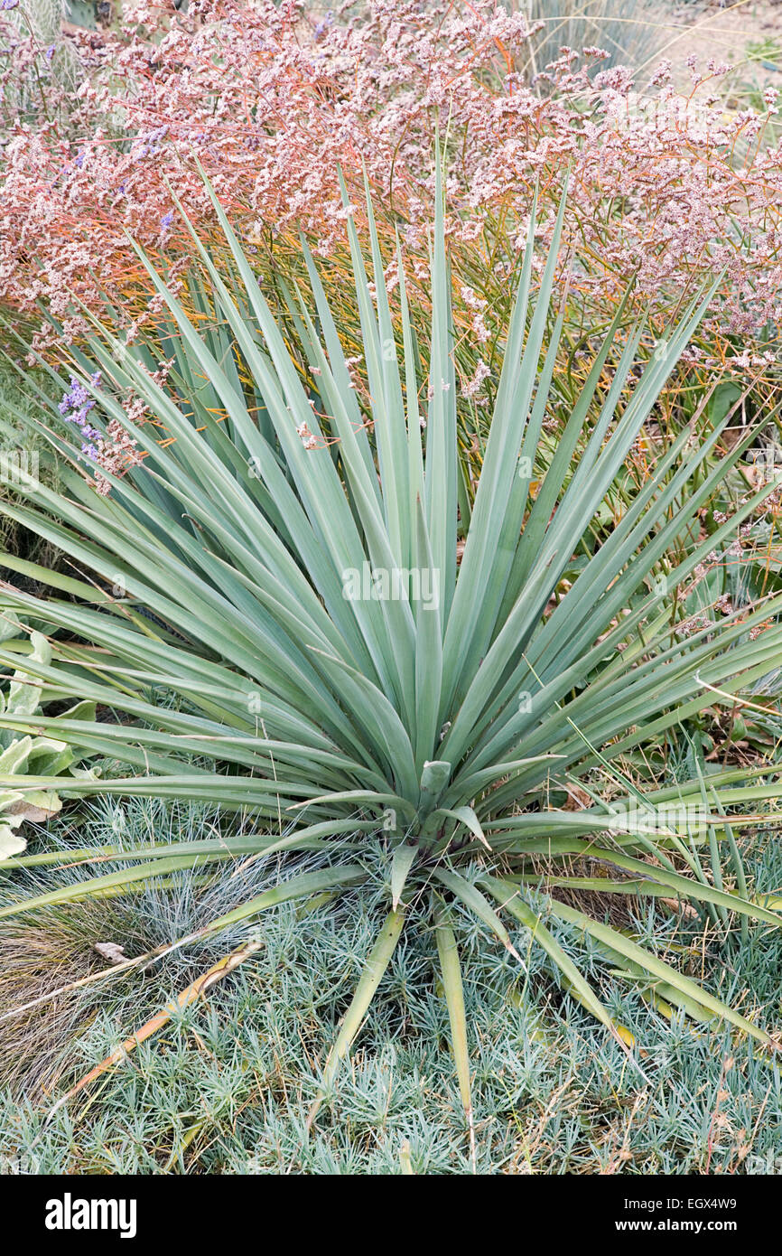 A spiky yucca creates a pleasing contrast in a compositon is a ...