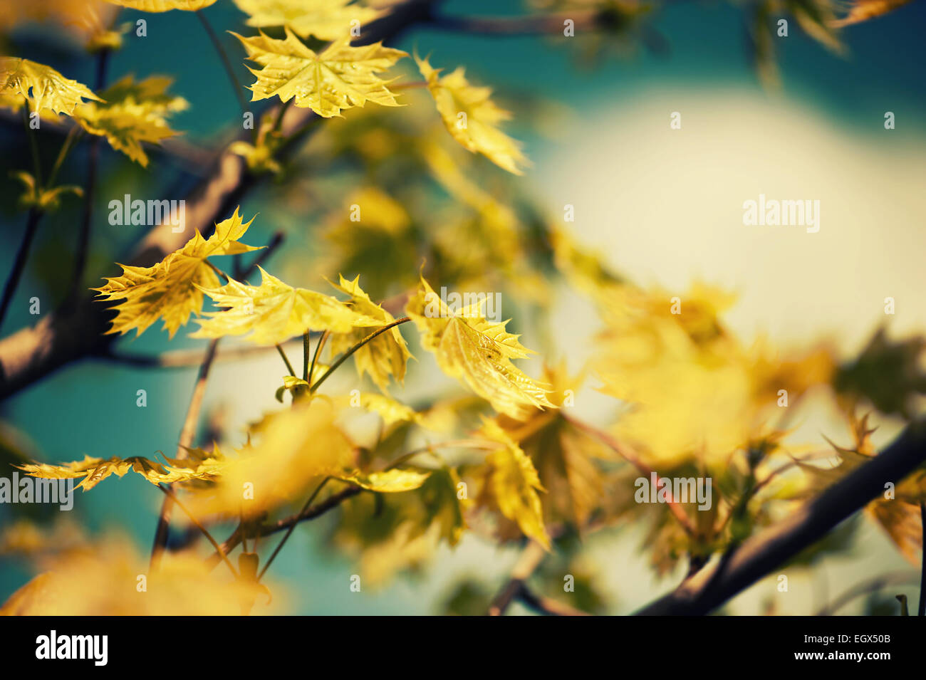 Defocus background with autumn leaves on maple tree. Tonal correction ...
