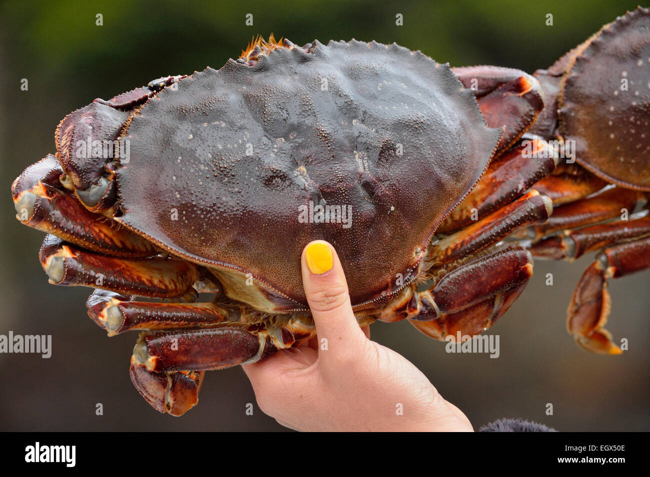 Harvest of Dungeness crabs (females) Haida Gwaii (Queen Charlotte ...