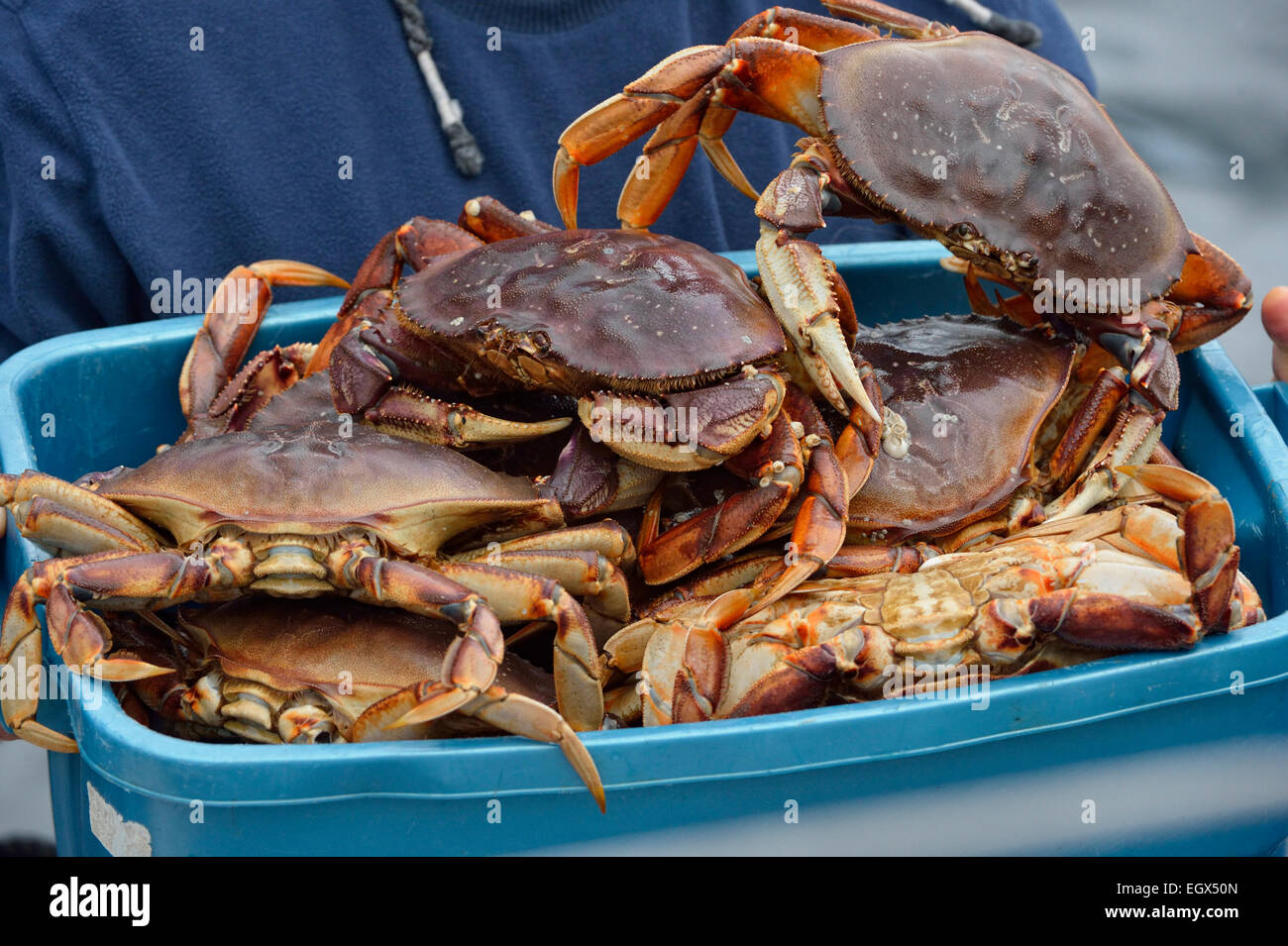 Harvest of Dungeness crabs (females) Haida Gwaii (Queen Charlotte ...