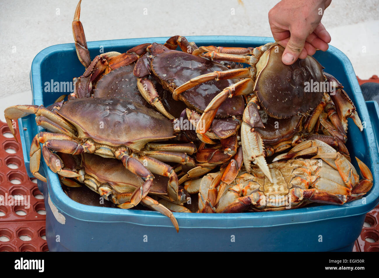 Harvest of Dungeness crabs (females) Haida Gwaii (Queen Charlotte ...