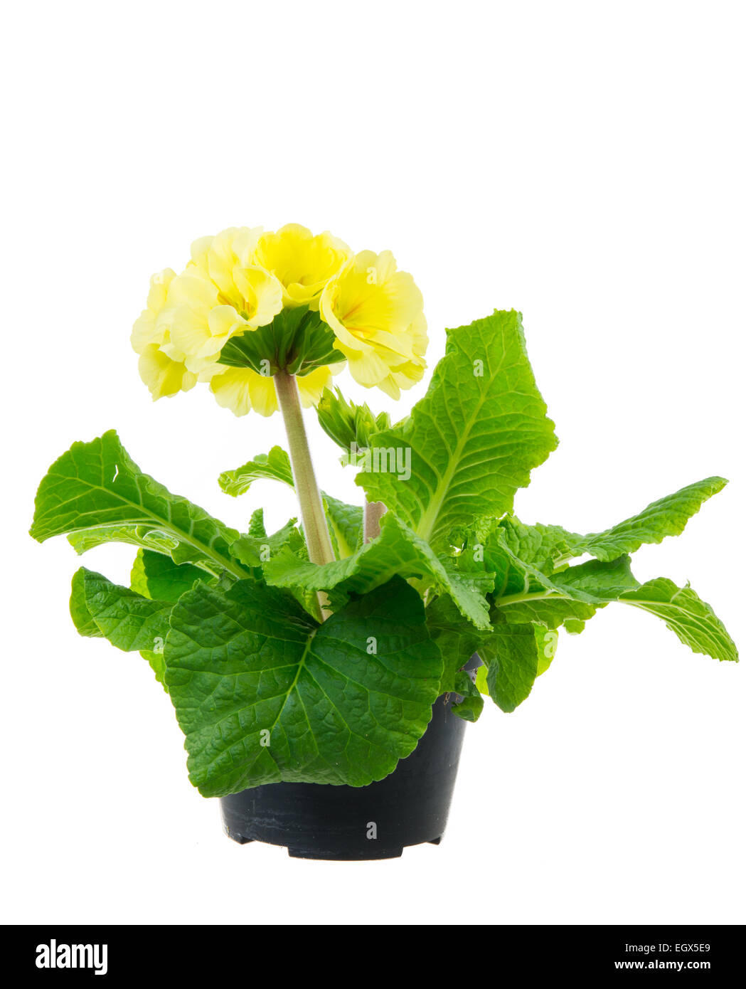 Primrose pot hi-res stock photography and images - Alamy