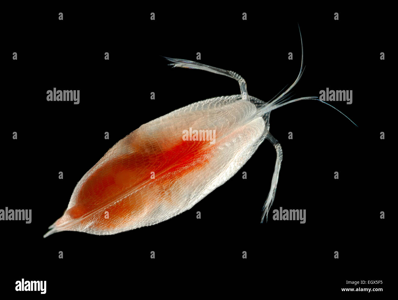 Ostracod Stock Photos & Ostracod Stock Images - Alamy