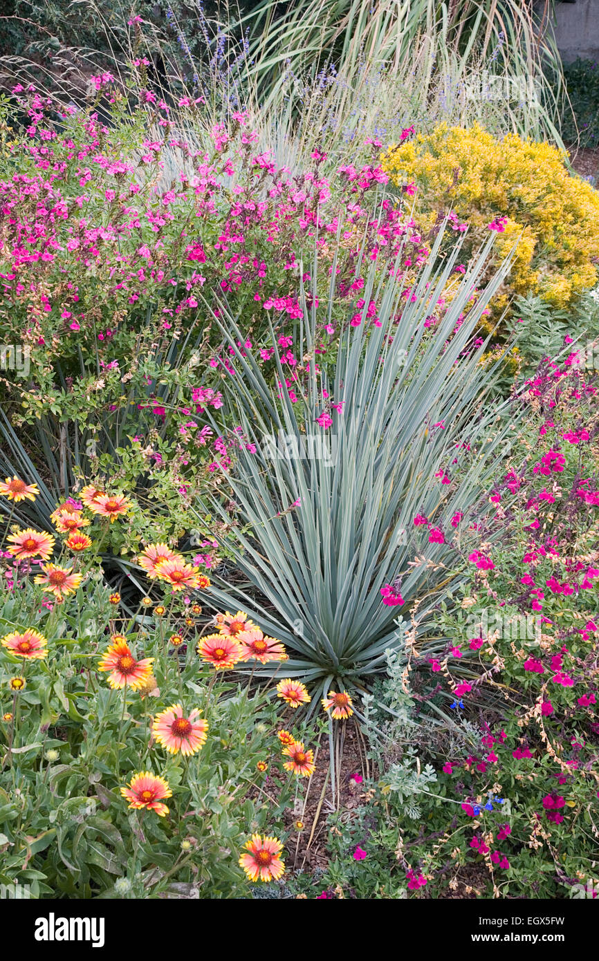 A spiky blue gray yucca along with red flowered Salvia greggii (autumn ...