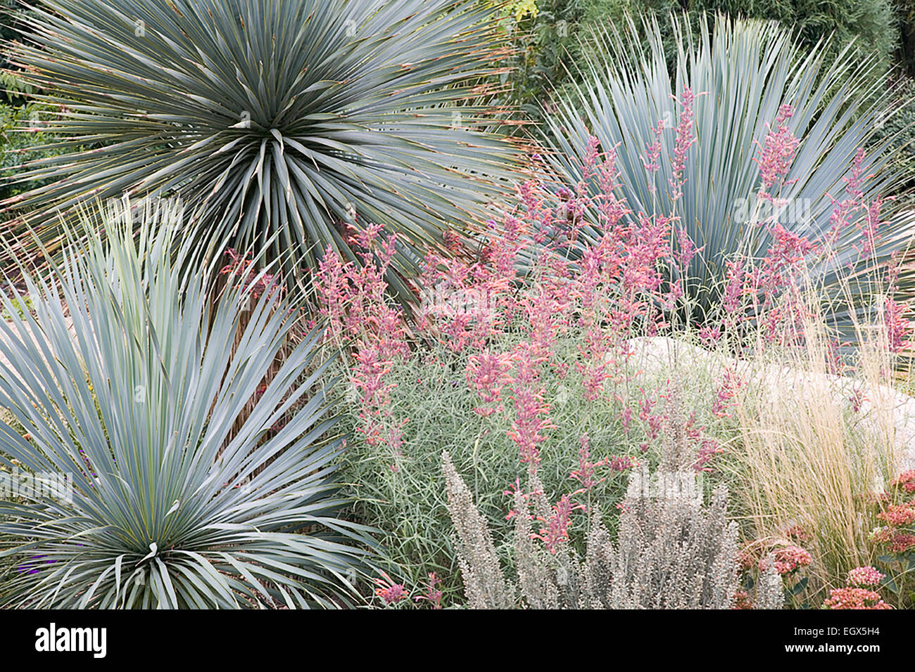 Tall blue Yucca rostrata makes a striking sculptural element in a ...