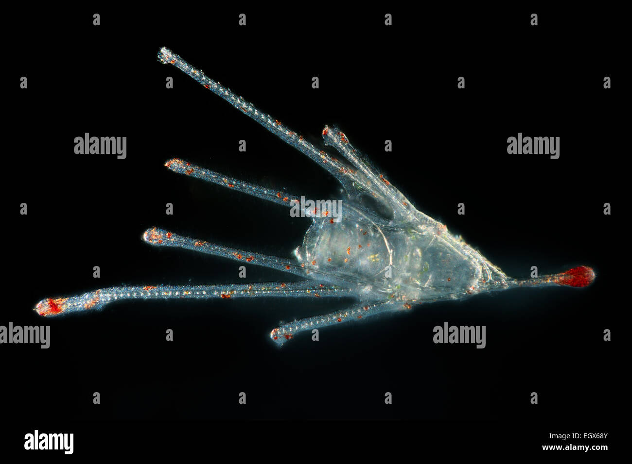 Planktonic Creature High Resolution Stock Photography and Images - Alamy