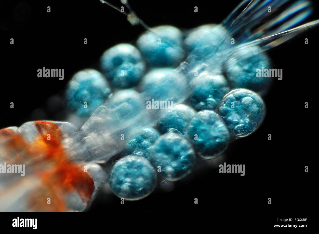 Copepods Stock Photos & Copepods Stock Images - Alamy