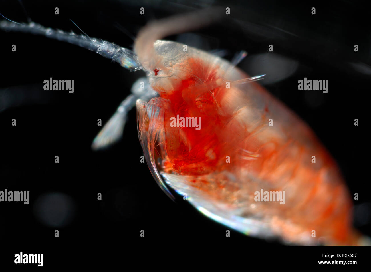 Copepod High Resolution Stock Photography and Images - Alamy