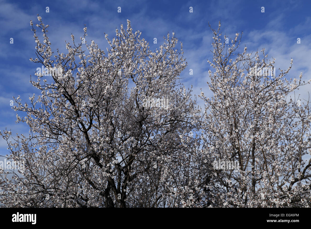 Montpellier, Languedoc Roussillon, France, 3rd March, 2015. Almond Tree ...