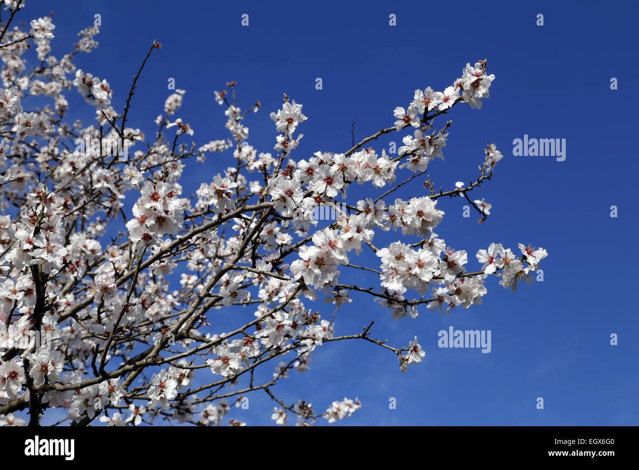 Montpellier, Languedoc Roussillon, France, 3rd March, 2015. Almond Tree ...