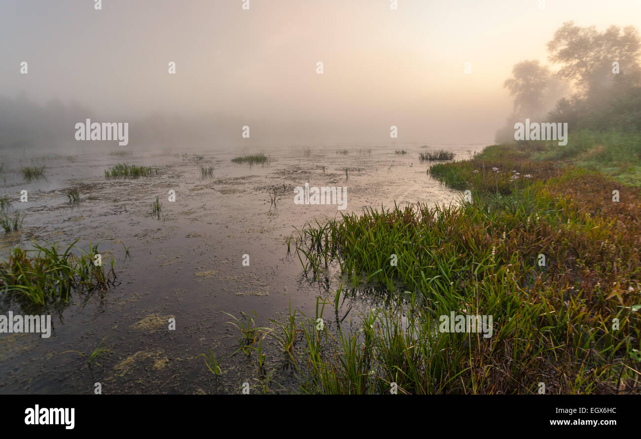 Mysterious morning time in swamp area Stock Photo - Alamy