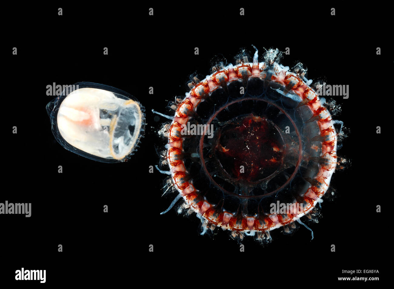 Atolla Sp High Resolution Stock Photography and Images - Alamy