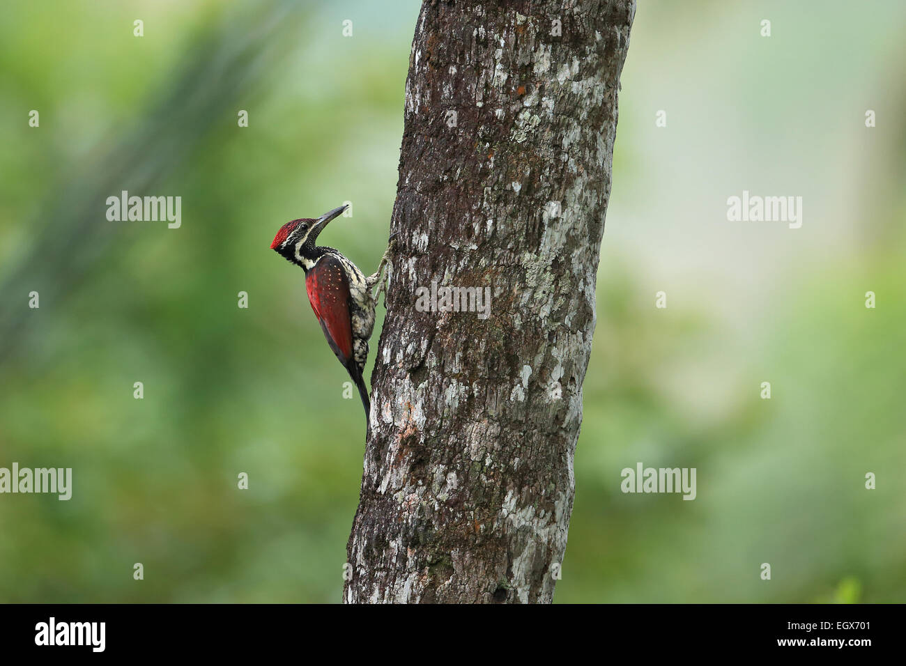 Woodpecker of sri lanka hi-res stock photography and images - Alamy